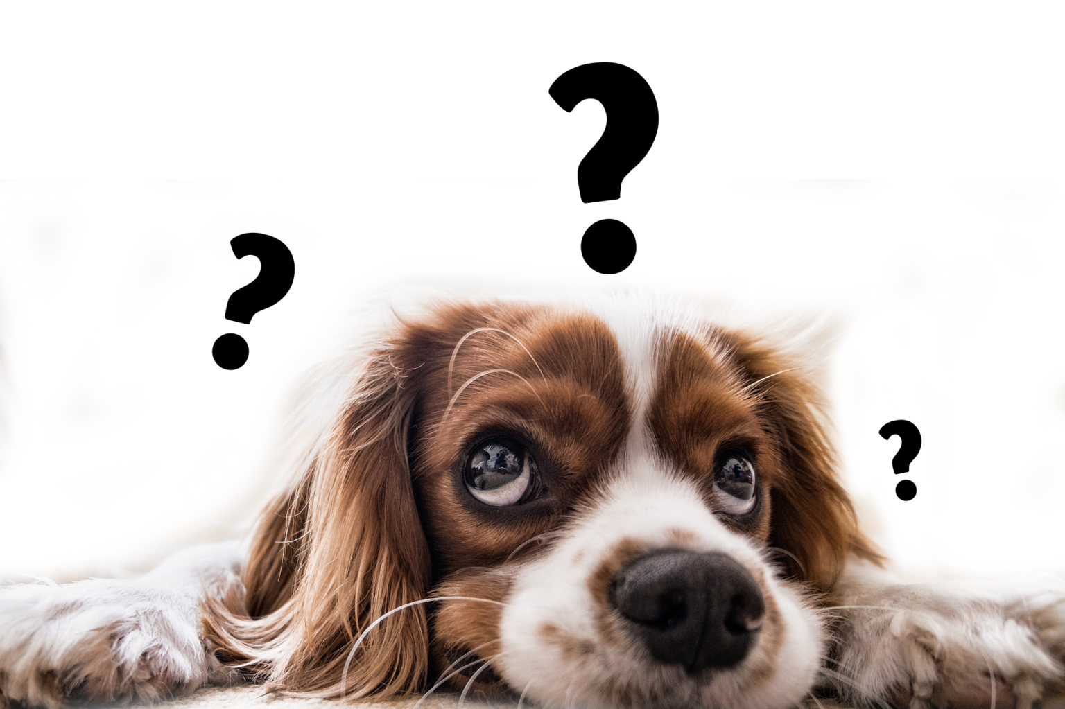 confused-dog-png - Caesar Jac’O Kennel & Shop